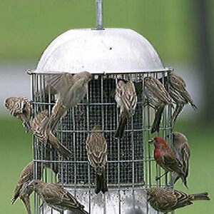 Squirrel Proof, LARGE BIRD STOPPER, Bird Feeder for Songbirds - Etsy