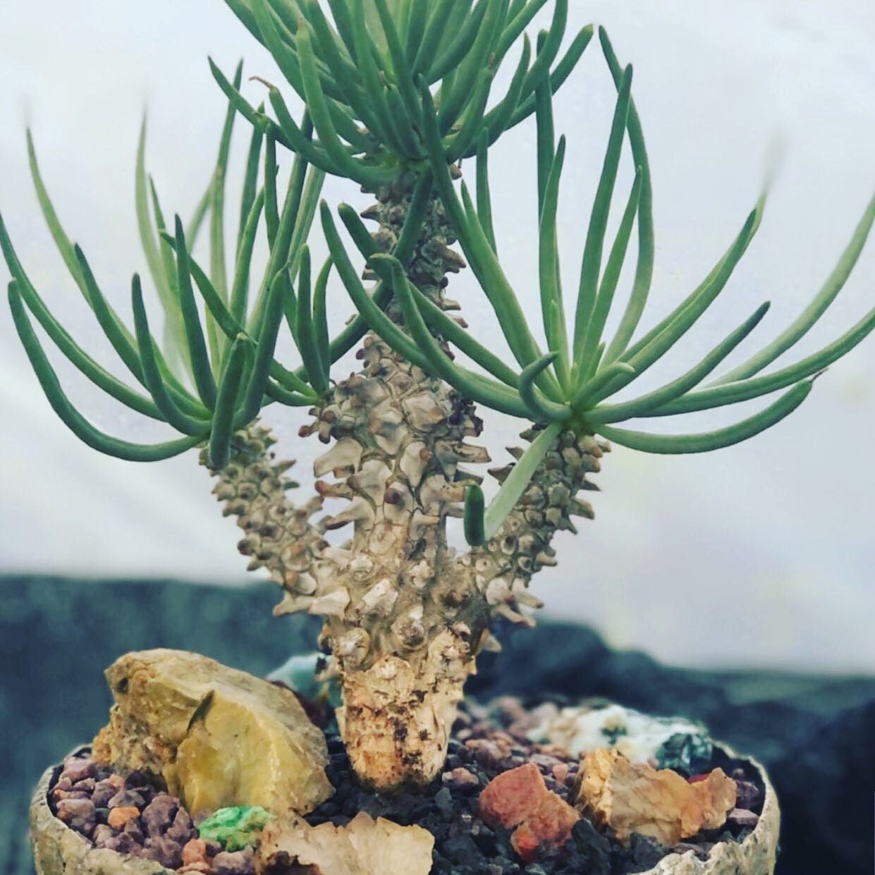 PlantasiesPNW - Etsy