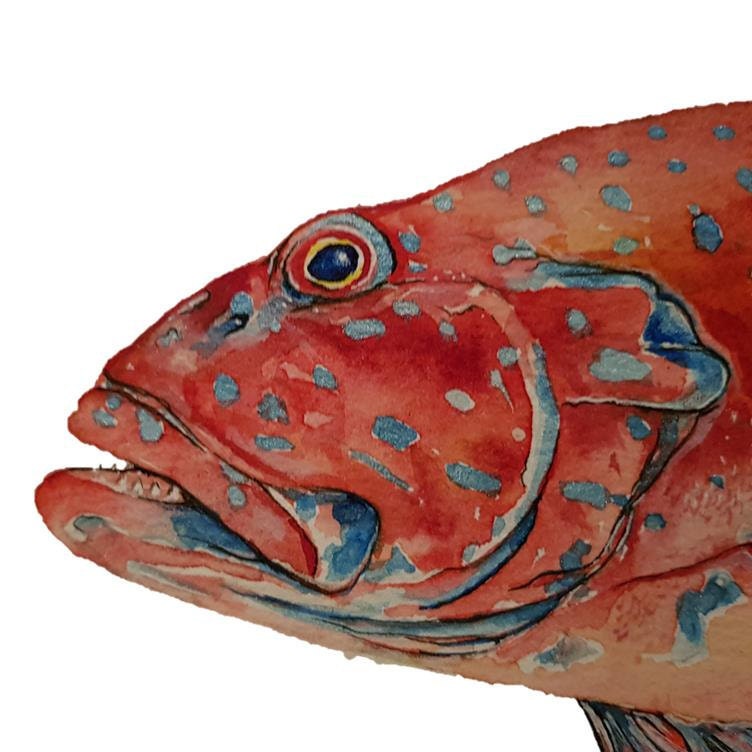 Digital Prints SRA3 signed print of jumping barramundi illustration by ...