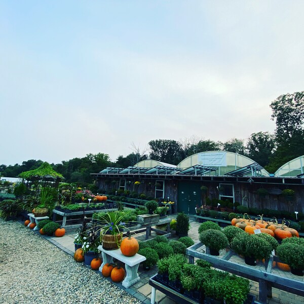 Myrtle Topiary 6 Pot Real Live Topiary Plant - Etsy