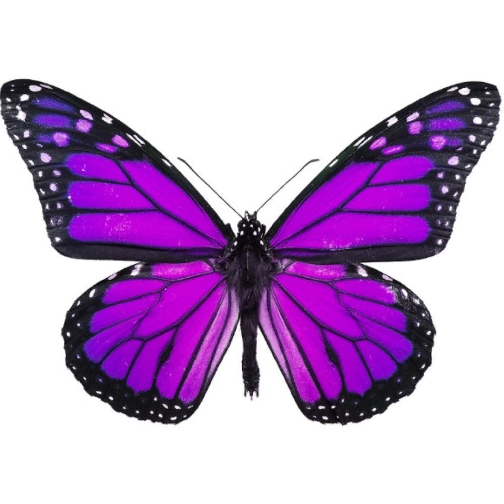 TheFuchsiaButterfly - Etsy