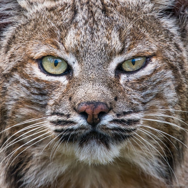 Two Coyotes Signed Print With Story - Etsy
