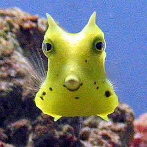 Tree-topper Castiel, Christmas Decoration cut-out - Etsy