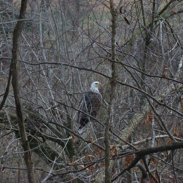 Vintage Handmade Clown Rag Doll With Orange Outfit 19 Tall - Etsy