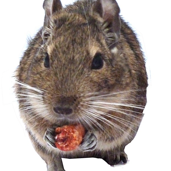 Degu Corner Shelf Pet Toy, Degu, Rat, Gerbil, Hamster Cage Accessory ...