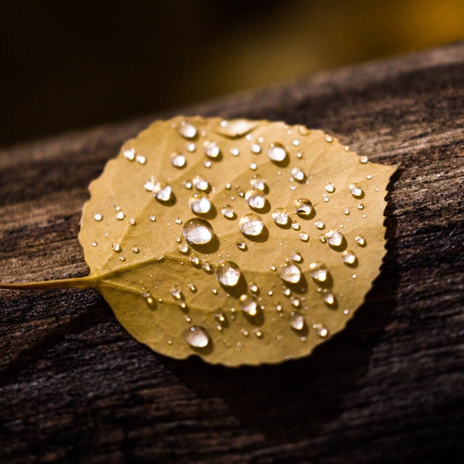 Double Snowflake #2 real stellar dendrites stacked A Fine art image of ...