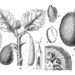 Bruce Canistel Seedling - Egg Fruit - Pouteria Campechiana - Zapote ...
