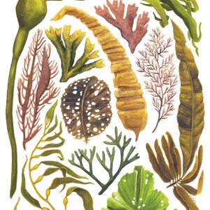 100 Species of BC. West Coast North America Canadian Land & Sea Animal ...