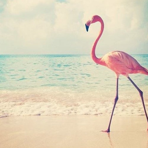 DutchFlamingoDesigns - Etsy