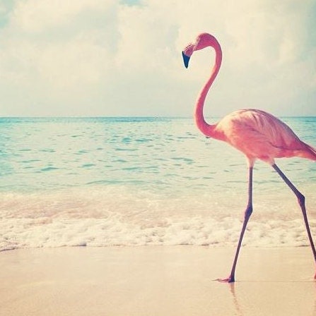 DutchFlamingoDesigns - Etsy