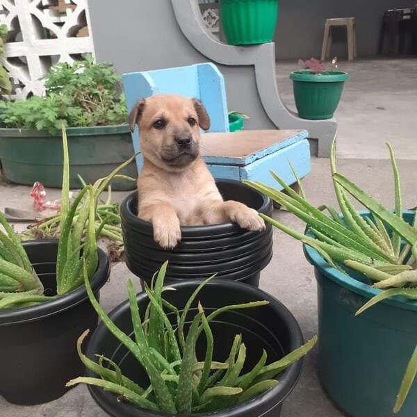 Philippines National Police PNP Shoulder Patch - Etsy