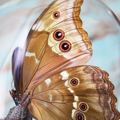 ButterflyArtDesigns - Etsy