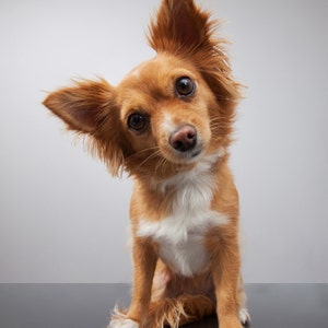 21 Hard and 50 Easy Nonogram Puzzles for Adults With Answers Instant ...