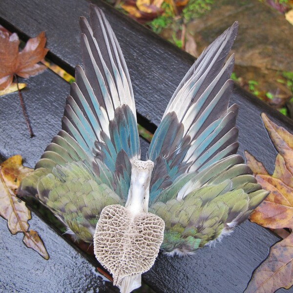 Taxidermy Bird Wings, Real Bird Wing, Chicken Wing, Partial Wing, 8 X 2 ...