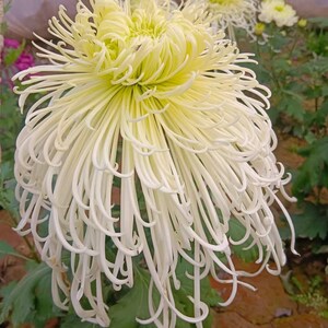 New: Purple Dancer Chinese Chrysanthemum 4 Live Plant, Shipping ...