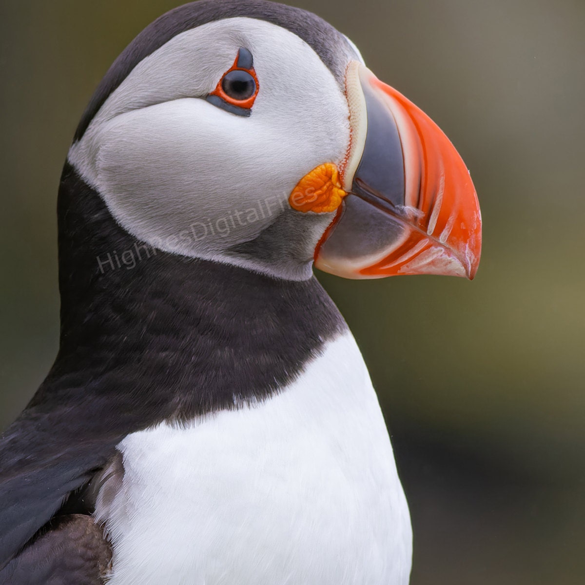 HighResNatureImages - Etsy