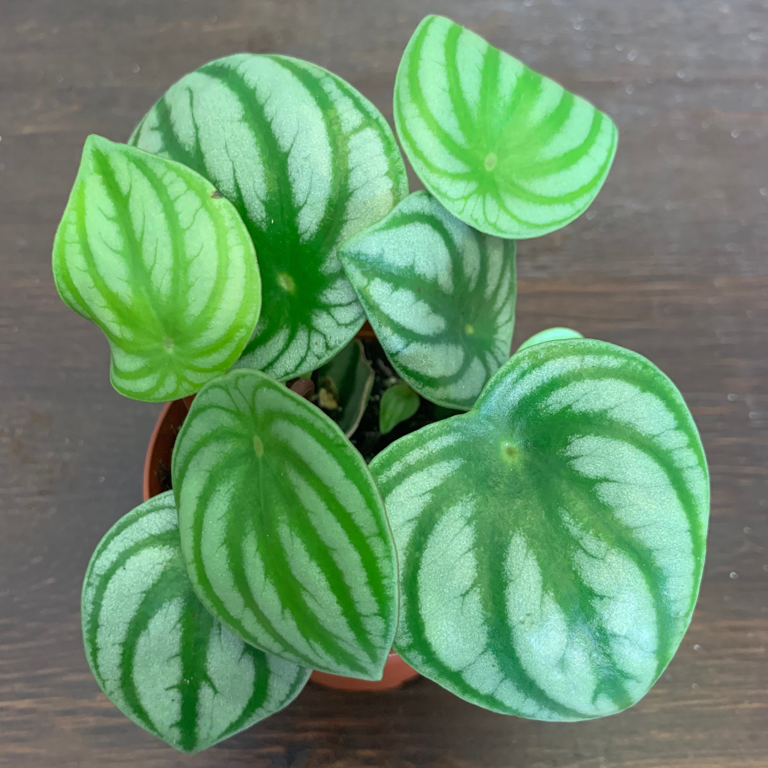 Your shop for trendy beautiful house plants. by Plantaroots