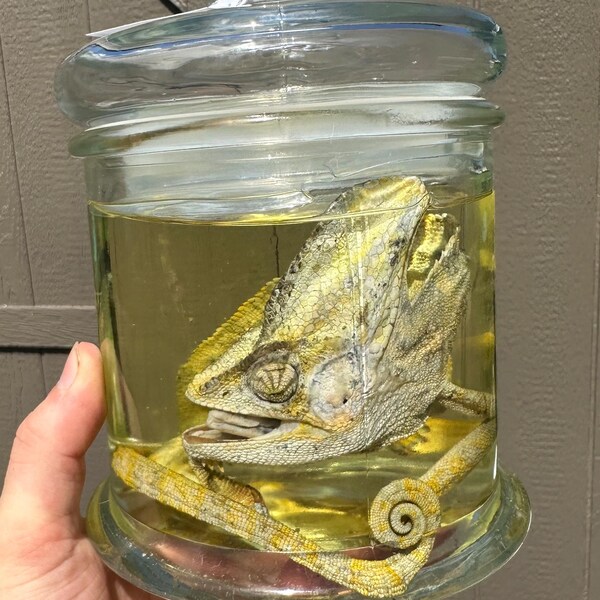 CRESTED GECKO WET Specimen - Etsy