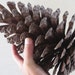 8-9" Jumbo Pine Cone, Large Pine Cone, Jumbo Pinecone, Large Pinecone ...