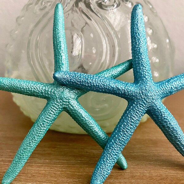 Bumble Bee Shells Bee Hive Shells Engina Mendicaria 1/4 1/2 Black and ...