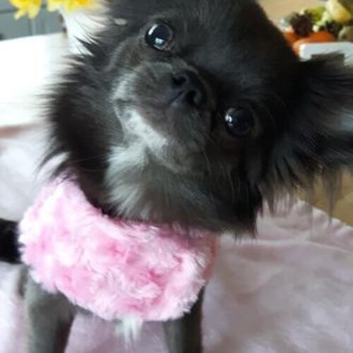 ChihuahuaChihuahua - Etsy