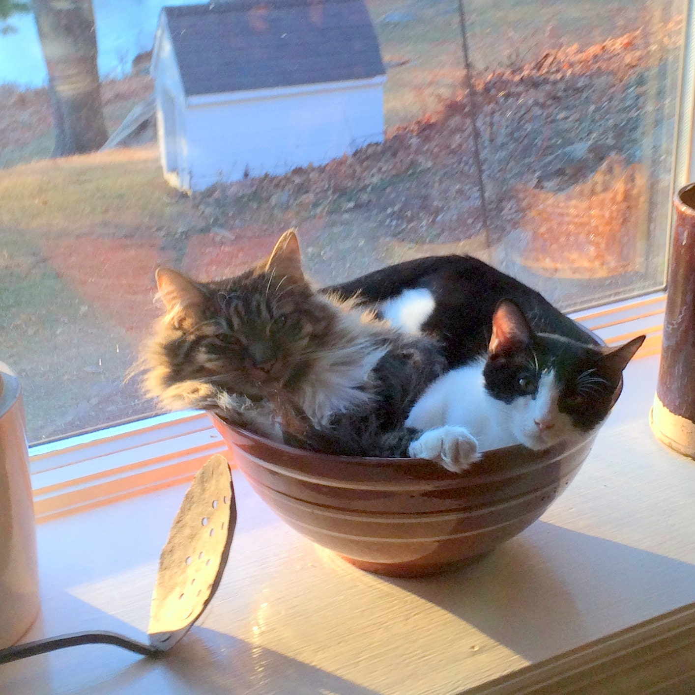 8x10 photo Wyatt Earp 1848-1929 Tombstone Territory US Marshall brother ...