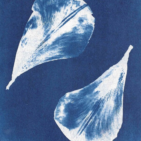 Queen Anne's Lace Cyanotype Print With Brushstrokes - Etsy