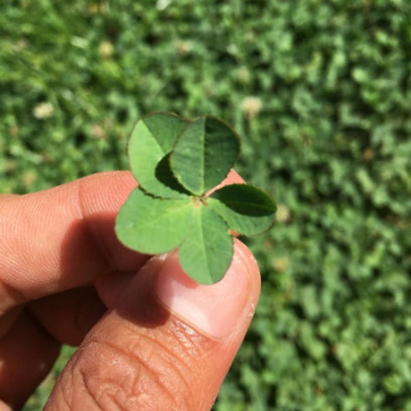 Four Leaf Clovers Picked in Virginia - Etsy