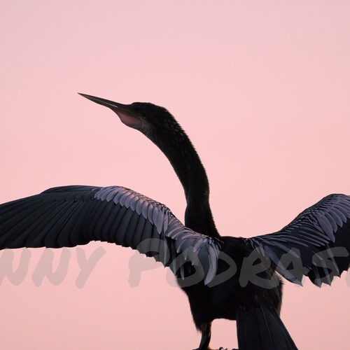 DonnyPodrasky - Etsy