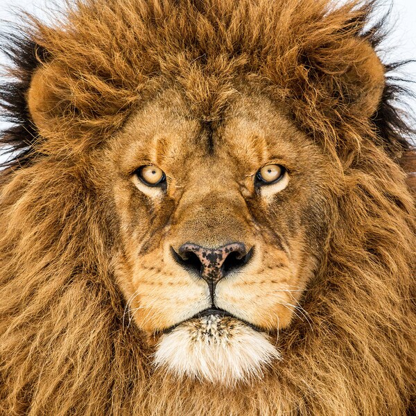 Serious Lion Wildlife Fine Art Photography Print - Etsy