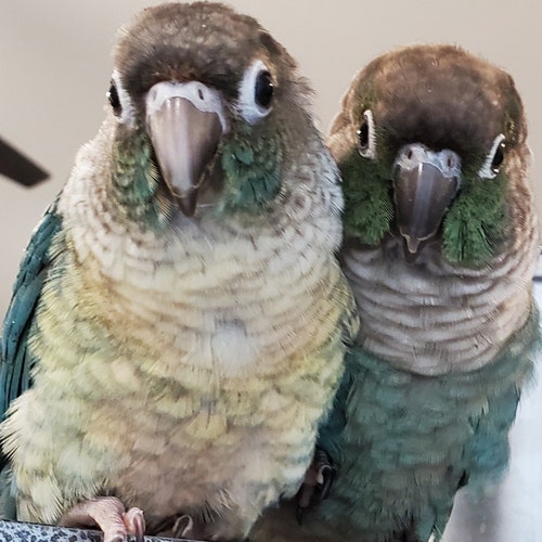 PeterPiperParrots - Etsy