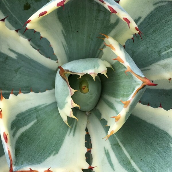 Dwarf Crown of Thorns Red Form euphorbia Milii Imperatae - Etsy