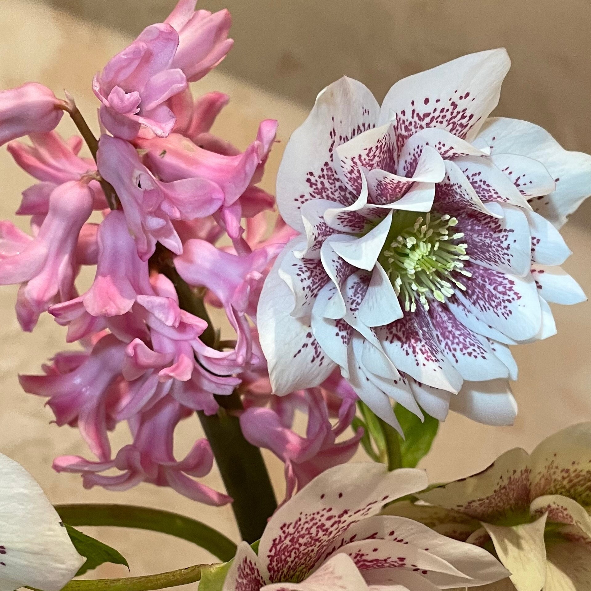 Lacy Phacelia Seeds Packet aka Purple Tansy Seeds Packet 1 gram ...