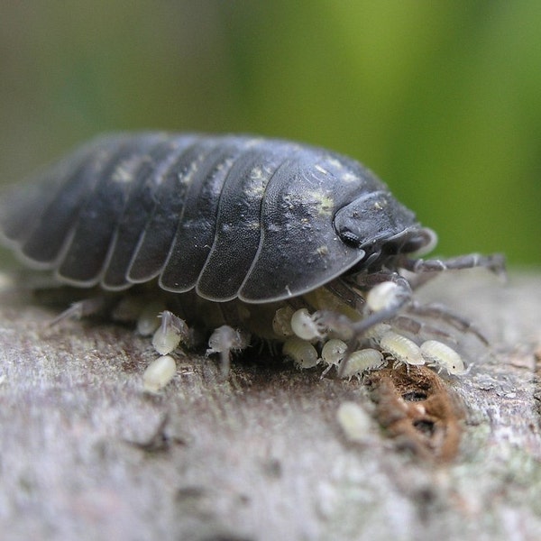Springtail Isopod Substrate - Etsy