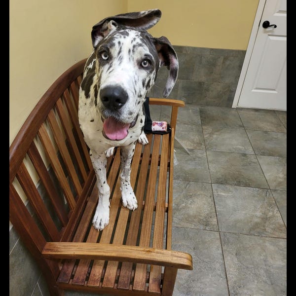 Happy Fall Pumpkin Busted Canvas - Etsy