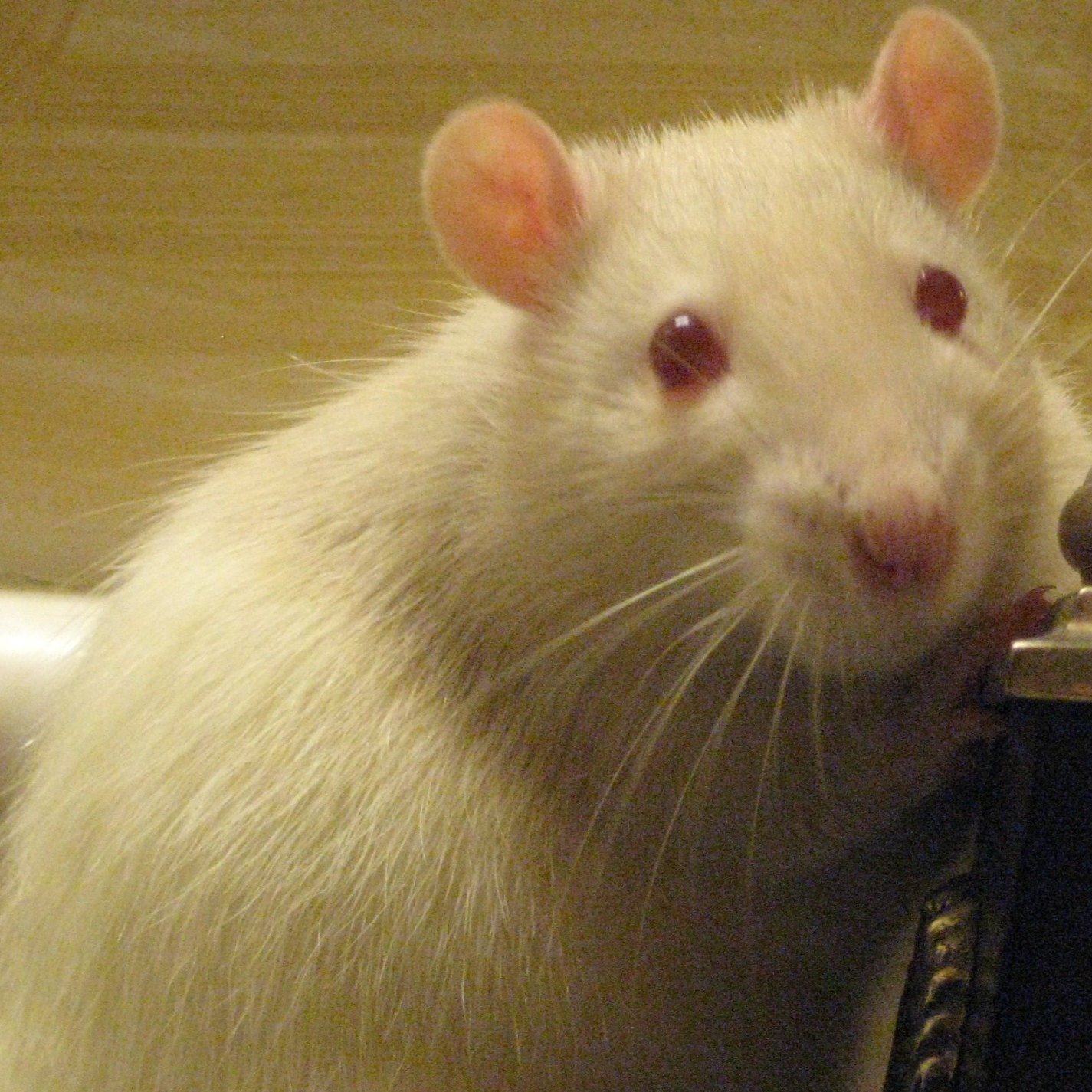 scrappyrat - Etsy