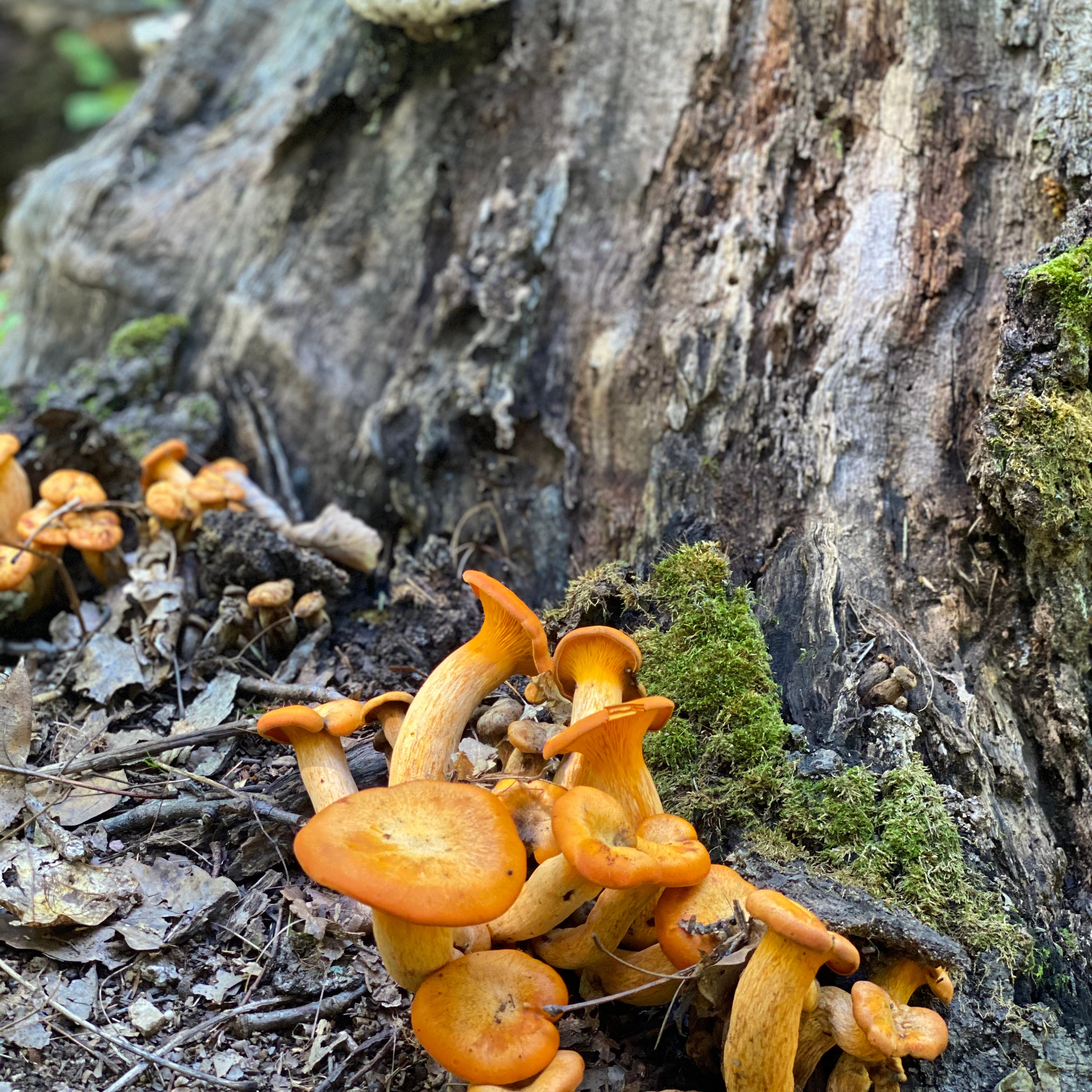 Vintage Le Cheval Rouge Red Horse Glass Tobacciana Ashtrays ...