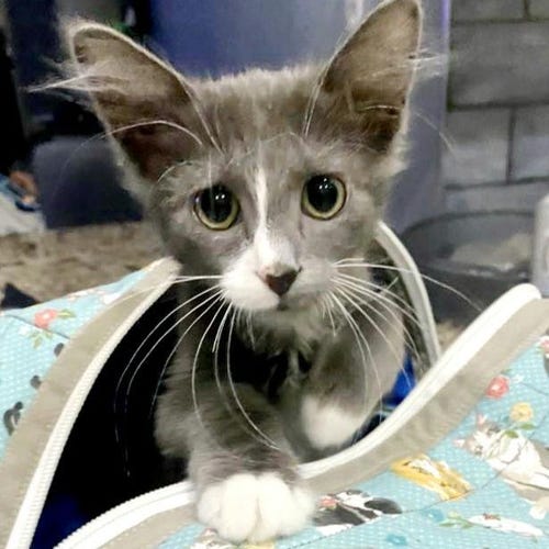 GretasCatCrafts - Etsy