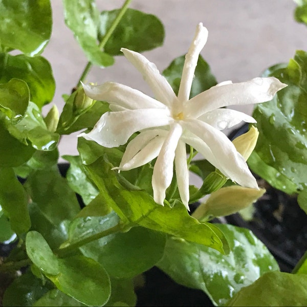Grand Duke Jasmine Plant, Jasmine Sambac/ Rose Jasmine, Some With Buds ...