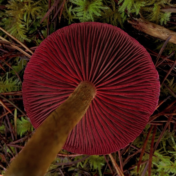 Apple Ring/fall Ring/apple Jewelry/fall Jewelry/autumn Jewelry/teacher ...