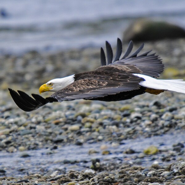 Vintage Gas Station Image, Nostalgic Photo, - Etsy