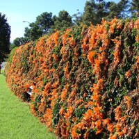 Tree Mallow Malva Assurgentiflora Island Mallow Mission Mallow 20 Seeds ...