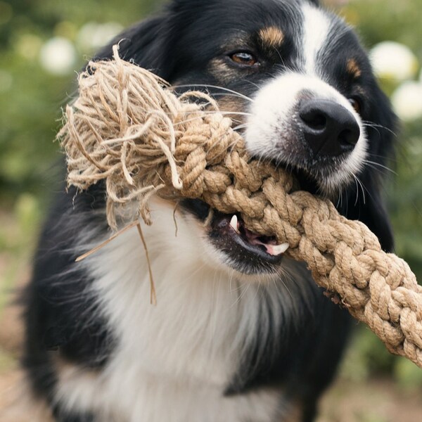 Puppy Milestone Cards Printable First Milestone Dog Milestone Card ...