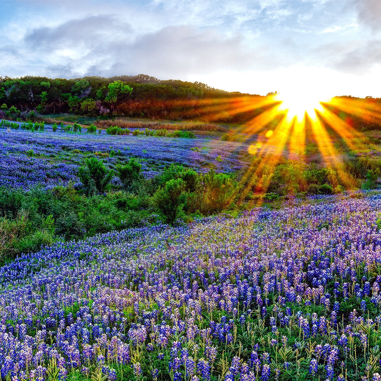 Color Photography 20x40 Fuji Pearl Panoramic Photograph A Sea of Blue 2 ...