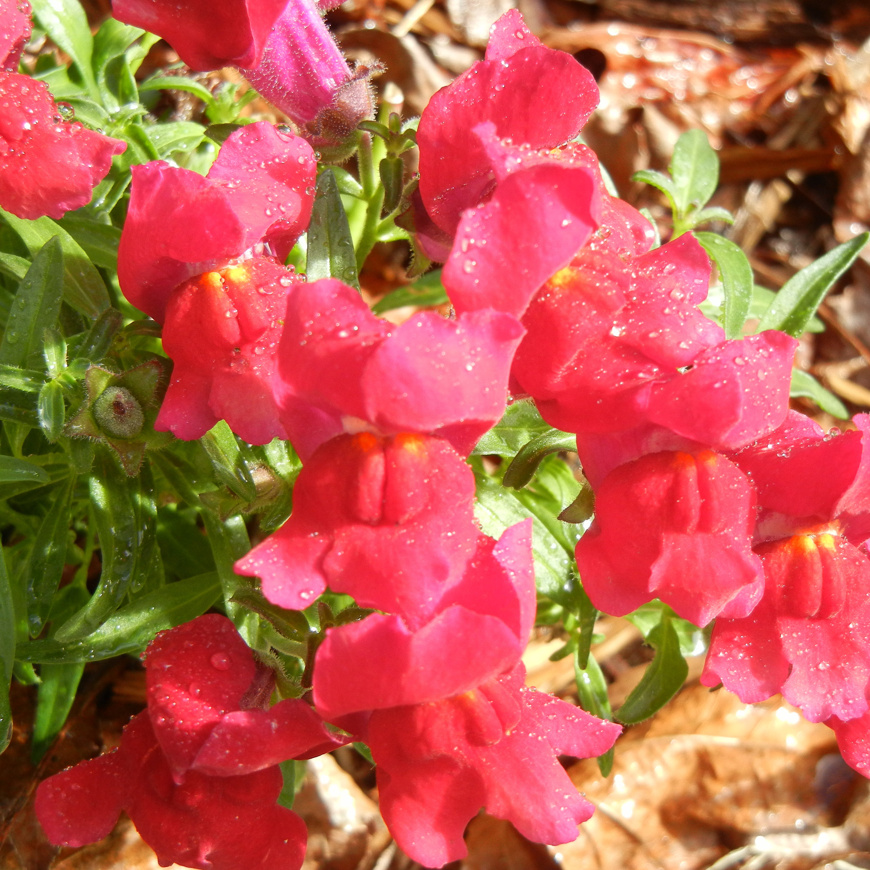 Handmade Toys and Cards Skin Care by FlossFlowersandCraft on Etsy