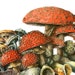 A Mushroom World Art Print and Fungi Gift - Etsy UK