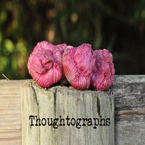 Thoughtographs - Etsy
