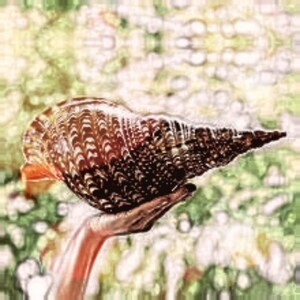 RARE LARGE 10-12cm Natural Craft Conch Shell, Corn Conch Sea Shell ...