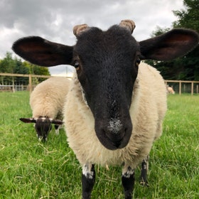 Eweloveshop (by Meryl Sheep) - Etsy UK