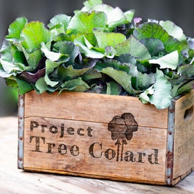 ProjectTreeCollard - Etsy